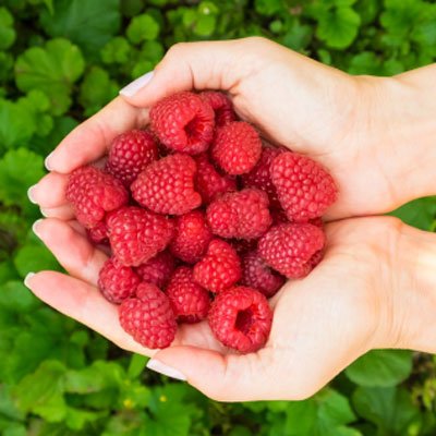 Pick Your Own Fresh Produce - Murphy's Country Produce LTD.